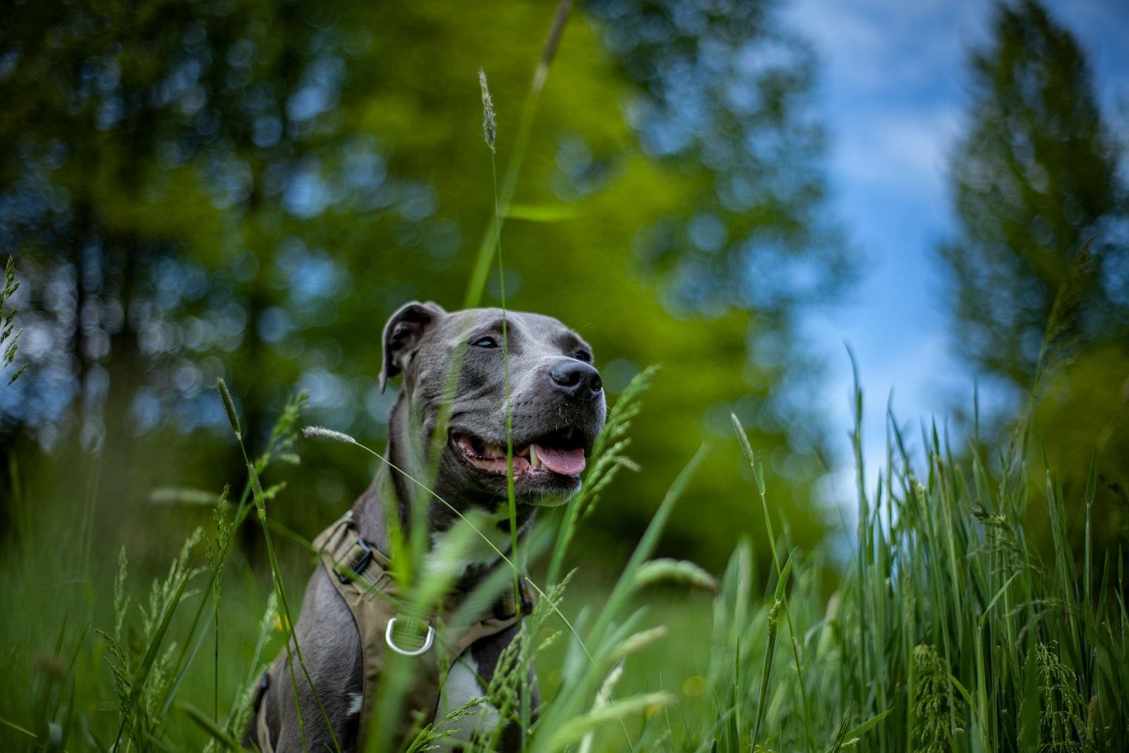 Der Amstaff Labrador Mix